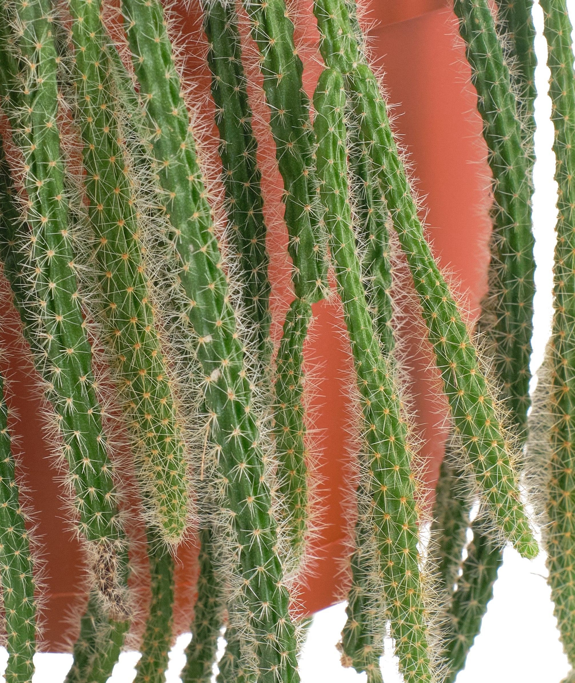 Rat Tail Cactus Plant | Rat's Tail Cactus "Aporocactus Flagelliformis ...