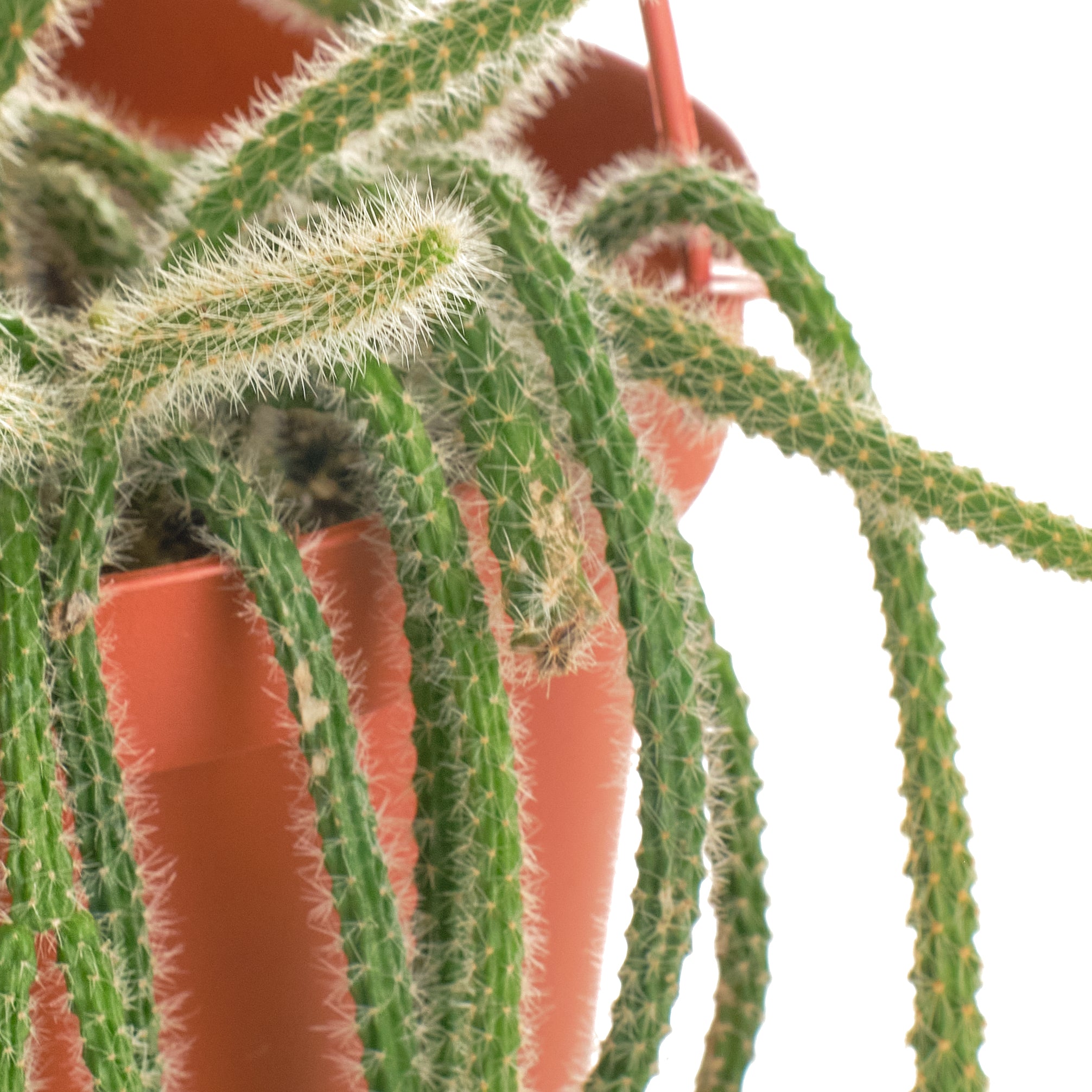 Rat Tail Cactus Plant | Rat's Tail Cactus "Aporocactus Flagelliformis ...