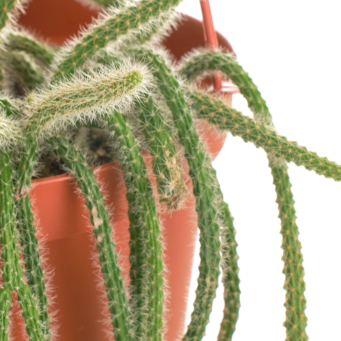 Rat Tail Cactus Plant | Rat's Tail Cactus "Aporocactus Flagelliformis ...