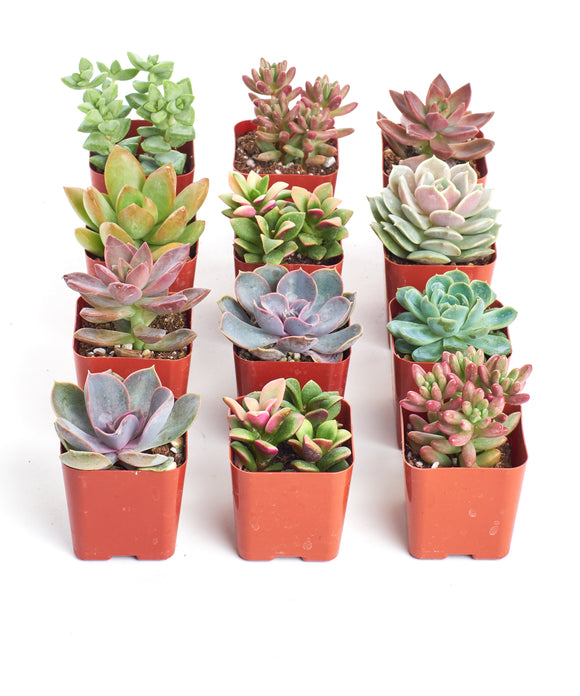 Pastel Mini Succulent Collection – Shop Succulents