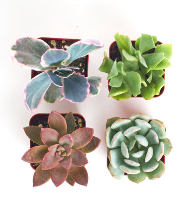 Pastel Mini Succulent Collection – Shop Succulents