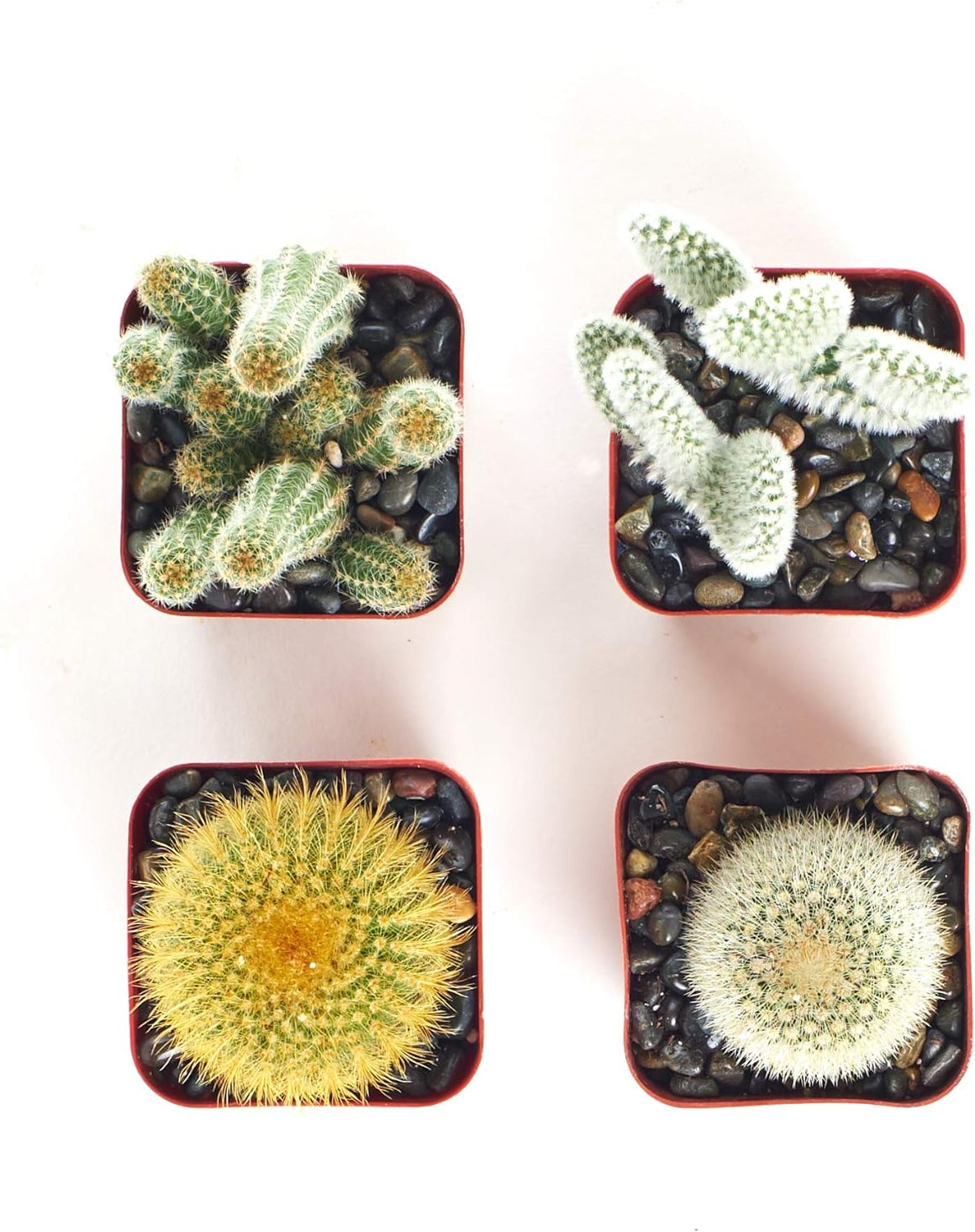 Assorted Mini Cactus Collection – Shop Succulents