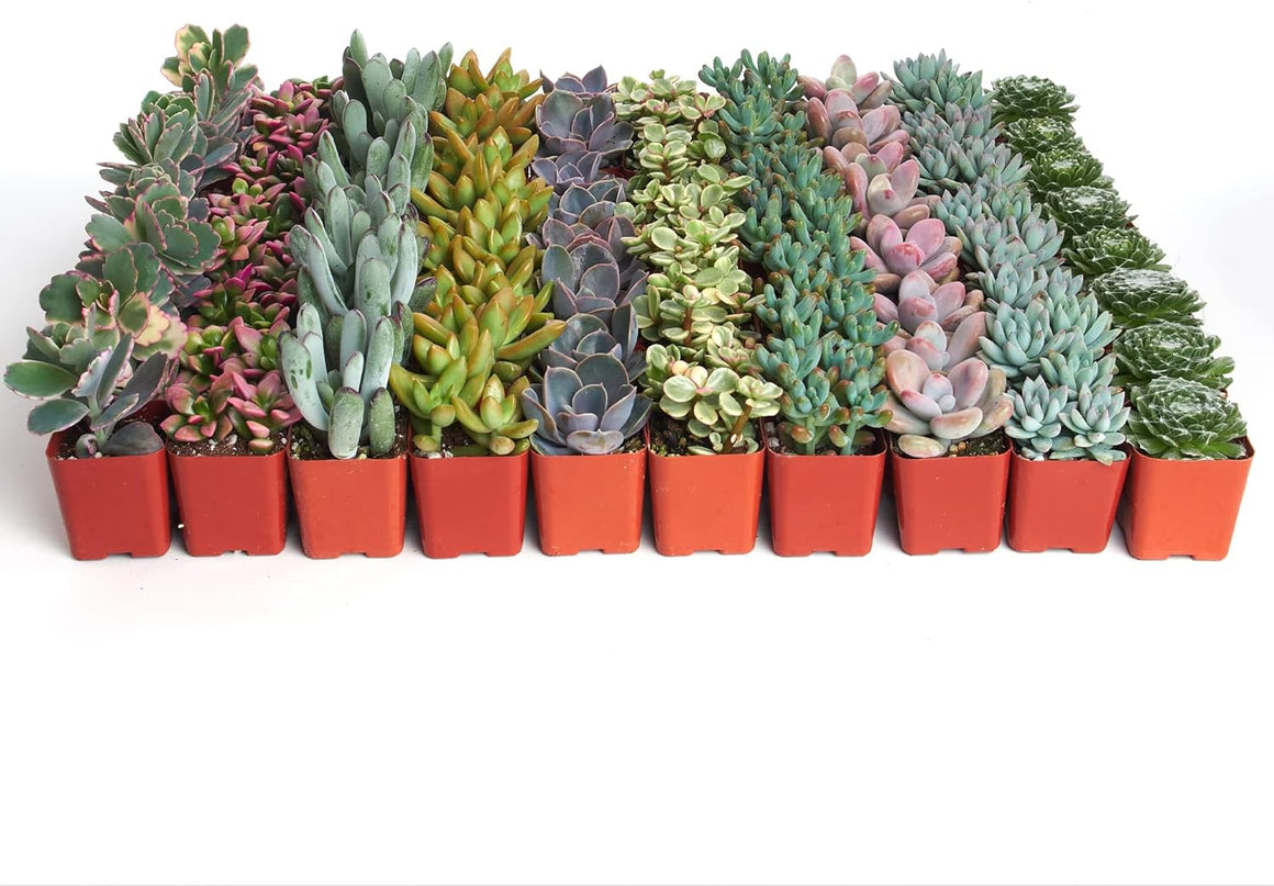 Pastel Mini Succulent Collection – Shop Succulents