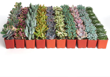 Pastel Mini Succulent Collection – Shop Succulents