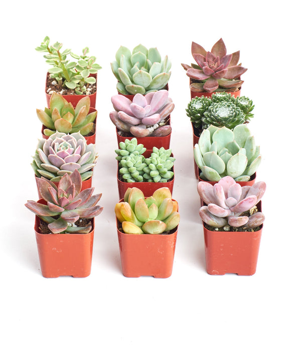 Pastel Mini Succulent Collection – Shop Succulents