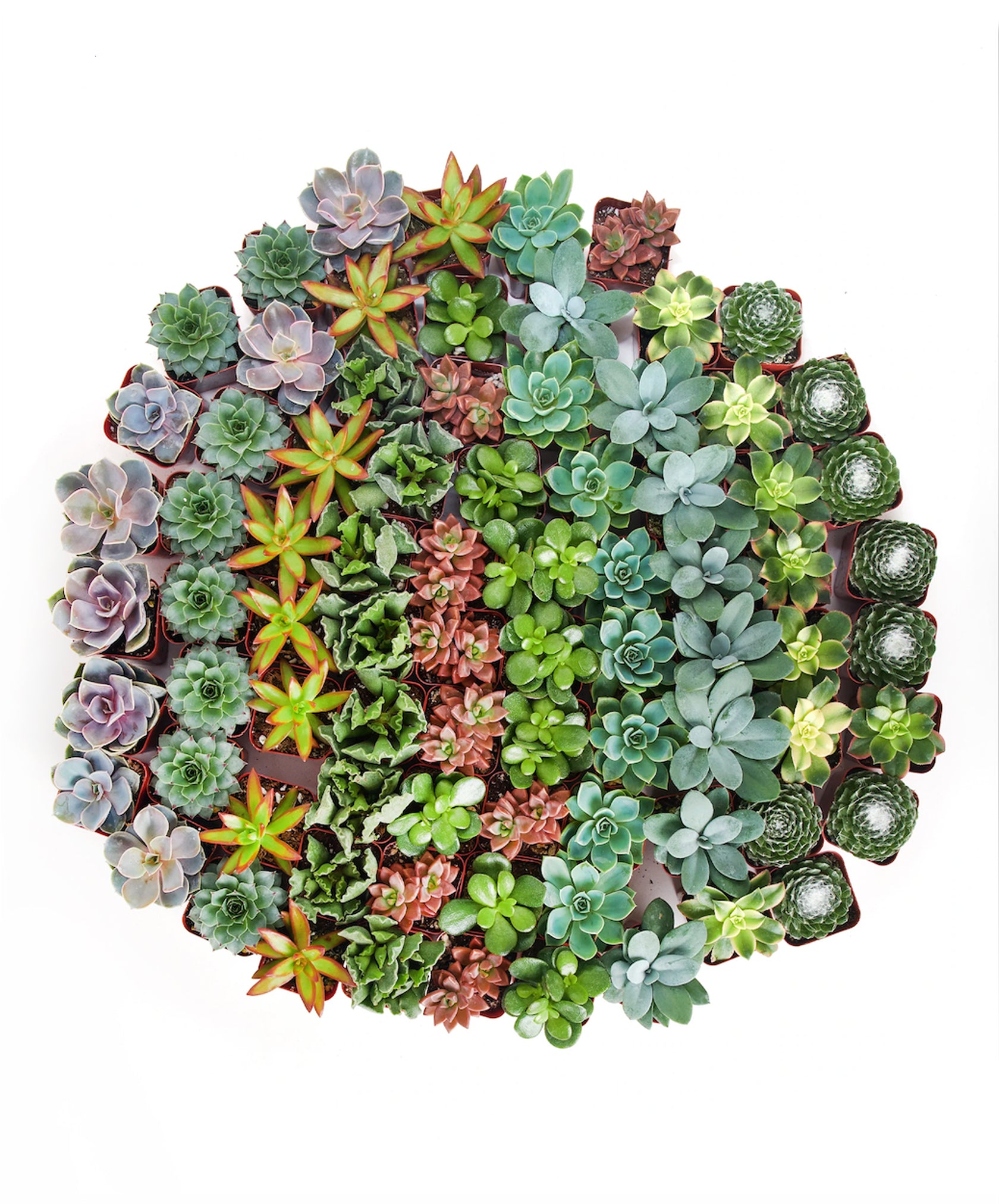 Assorted Succulents Mix In Bulk Pack Sizes – Shop Succulents