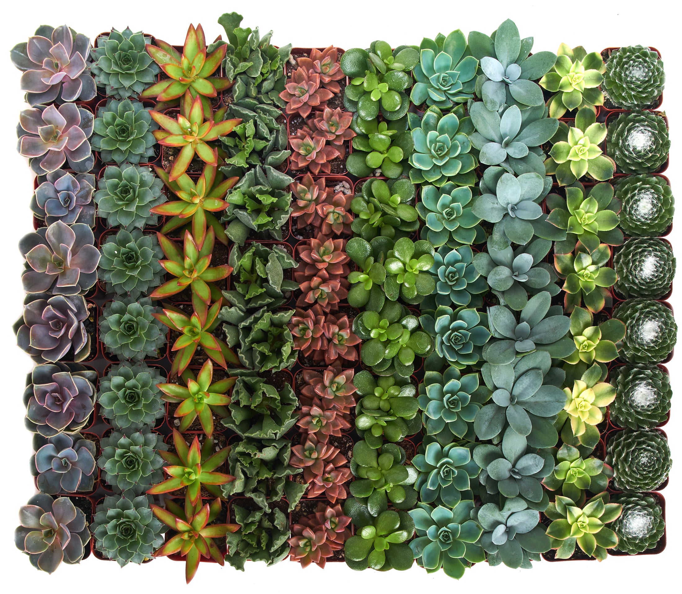Assorted Succulents Mix In Bulk Pack Sizes – Shop Succulents